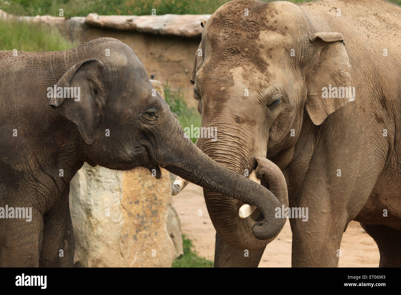 Two Indian elephants (Elephas maximus indicus) at Prague Zoo, Czech ...