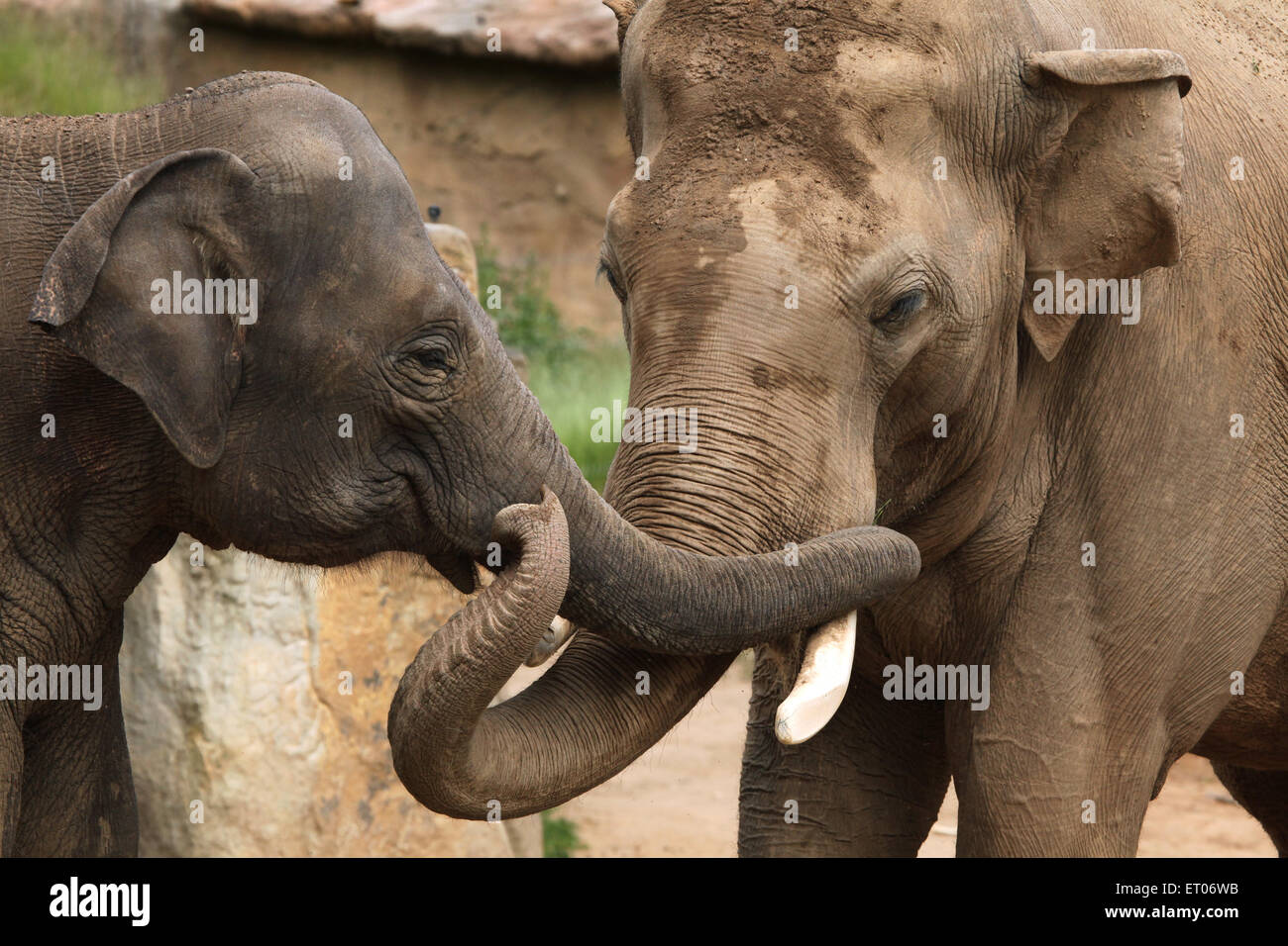 Two Indian elephants (Elephas maximus indicus) at Prague Zoo, Czech ...