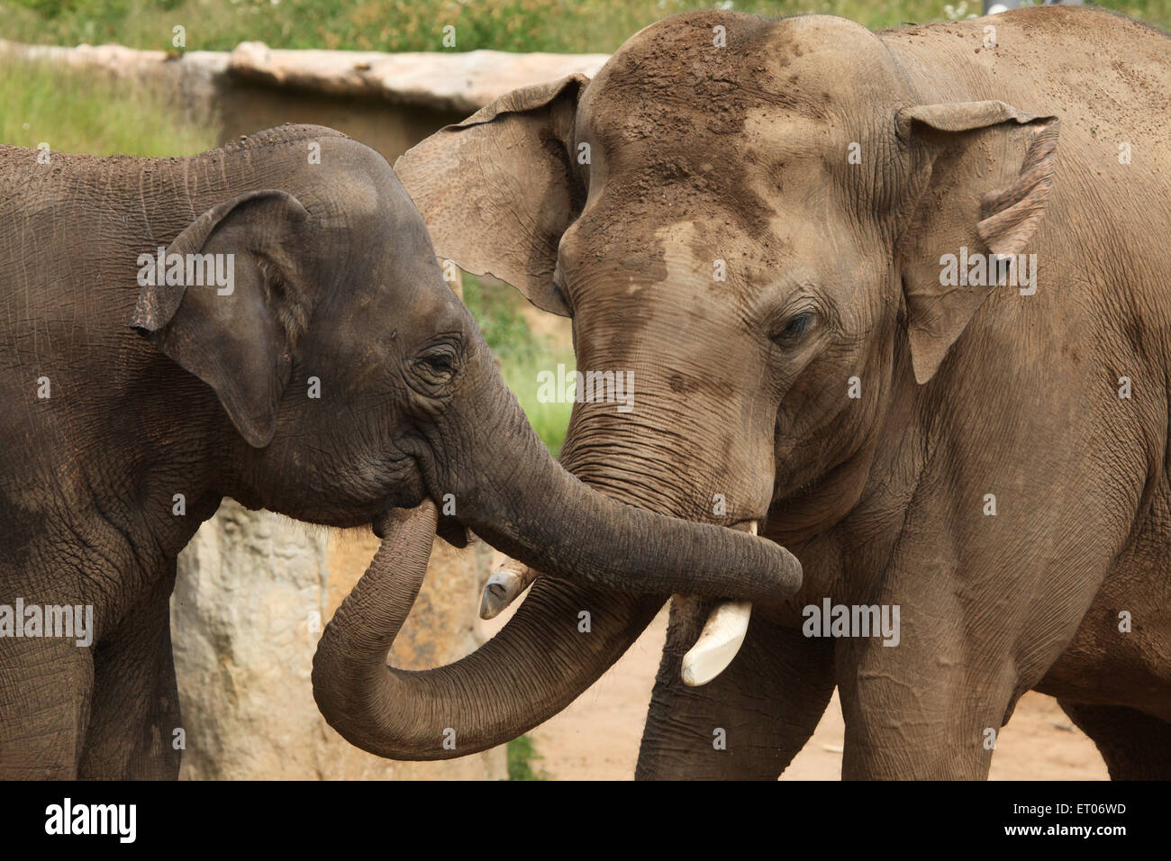 Two Indian elephants (Elephas maximus indicus) at Prague Zoo, Czech ...