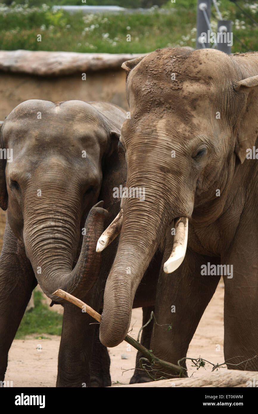 Two Indian elephants (Elephas maximus indicus) at Prague Zoo, Czech ...
