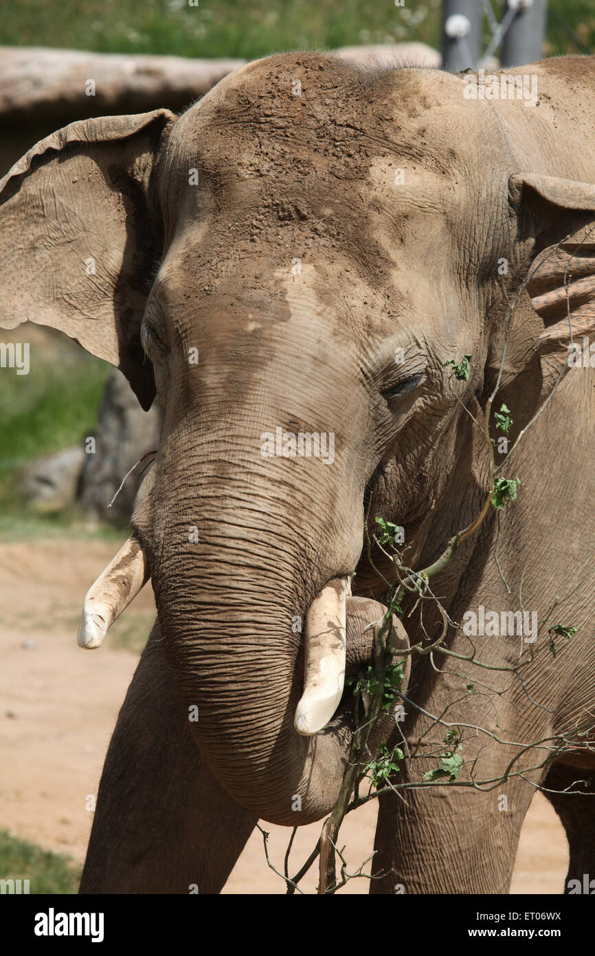 Indian elephant (Elephas maximus indicus) uses trunk to eat green ...