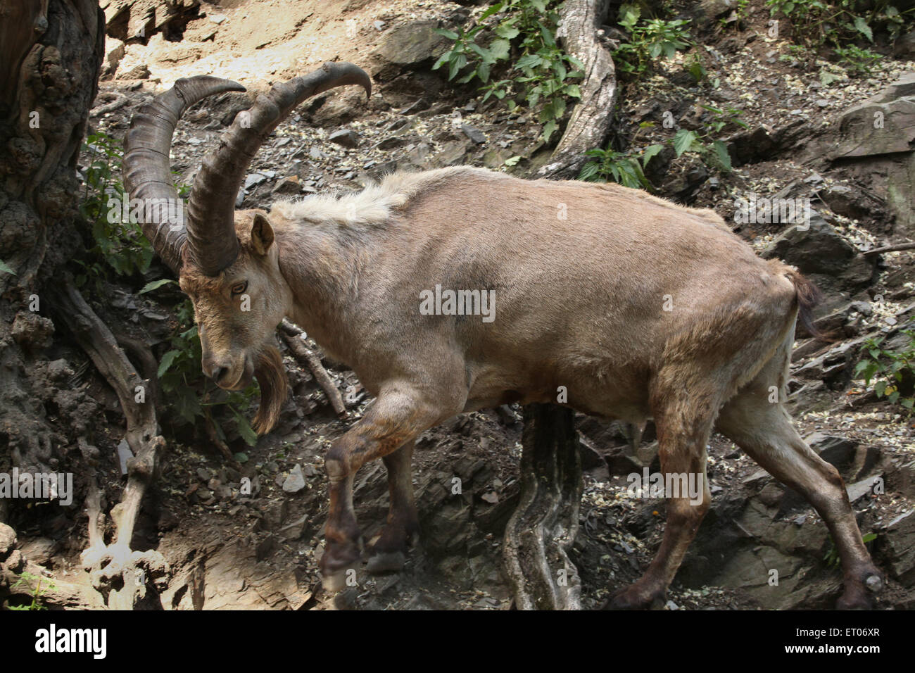 Male West Caucasian tur (Capra caucasica), also known as the West ...