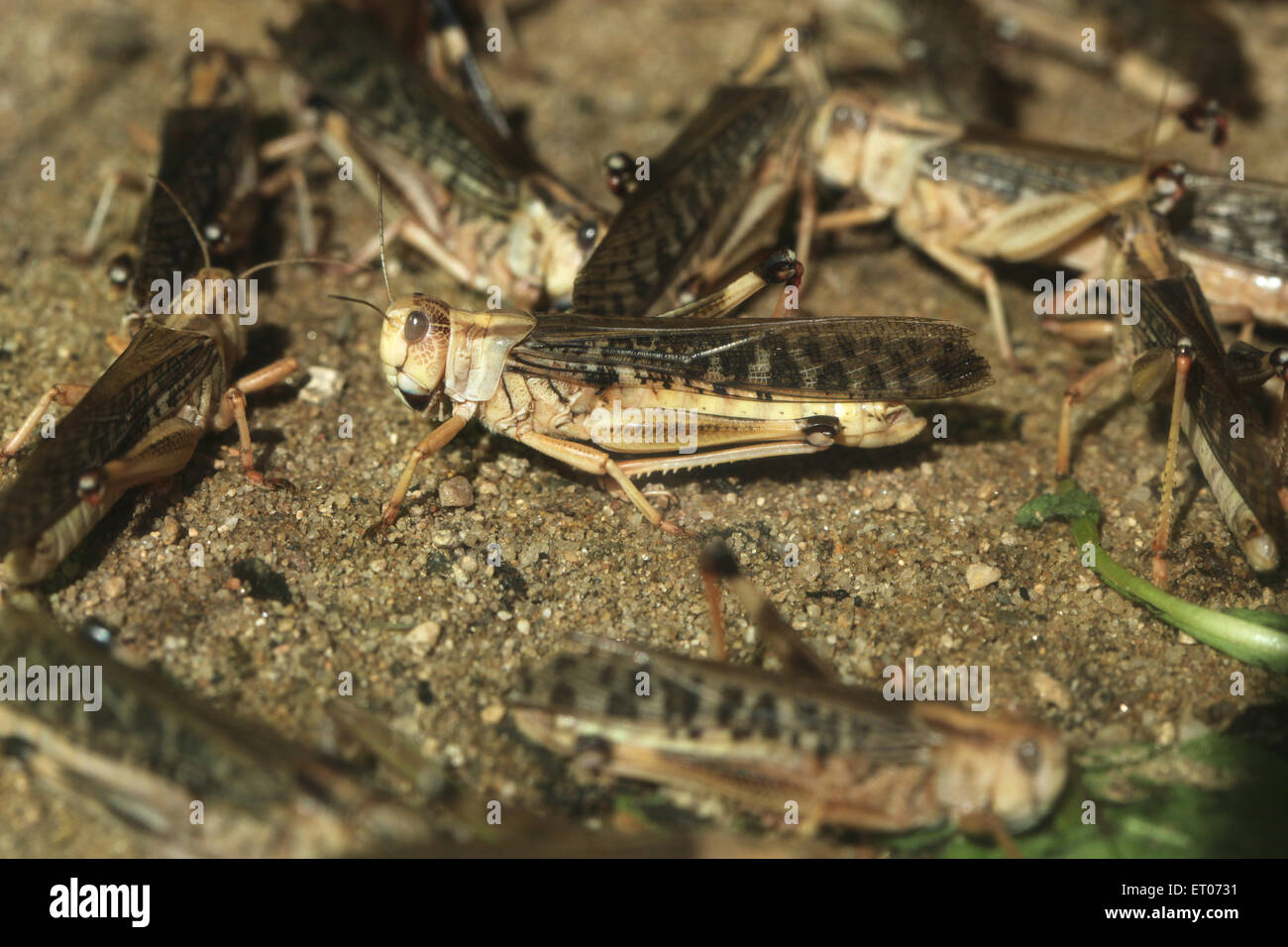 Desert locust (Schistocerca gregaria) at Prague Zoo, Czech Republic ...