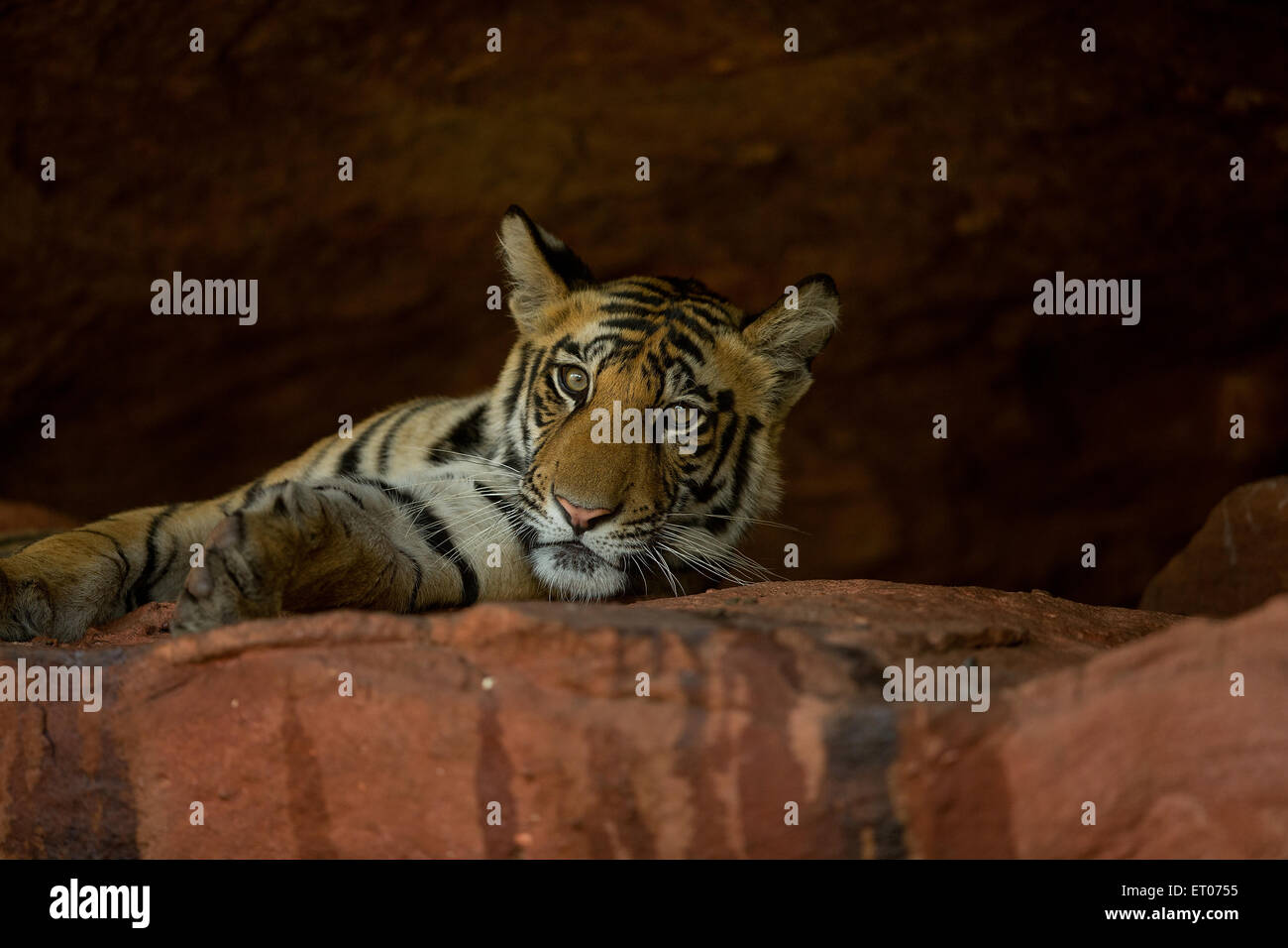 Tiger in cave hi-res stock photography and images - Alamy