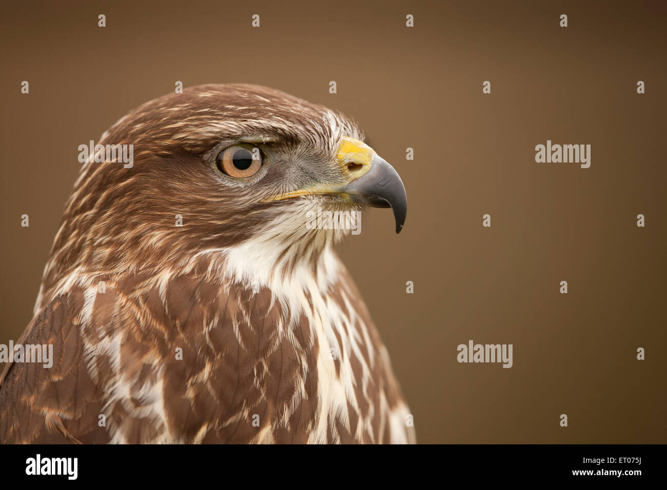 Buteo buteo common buzzard hi-res stock photography and images - Alamy