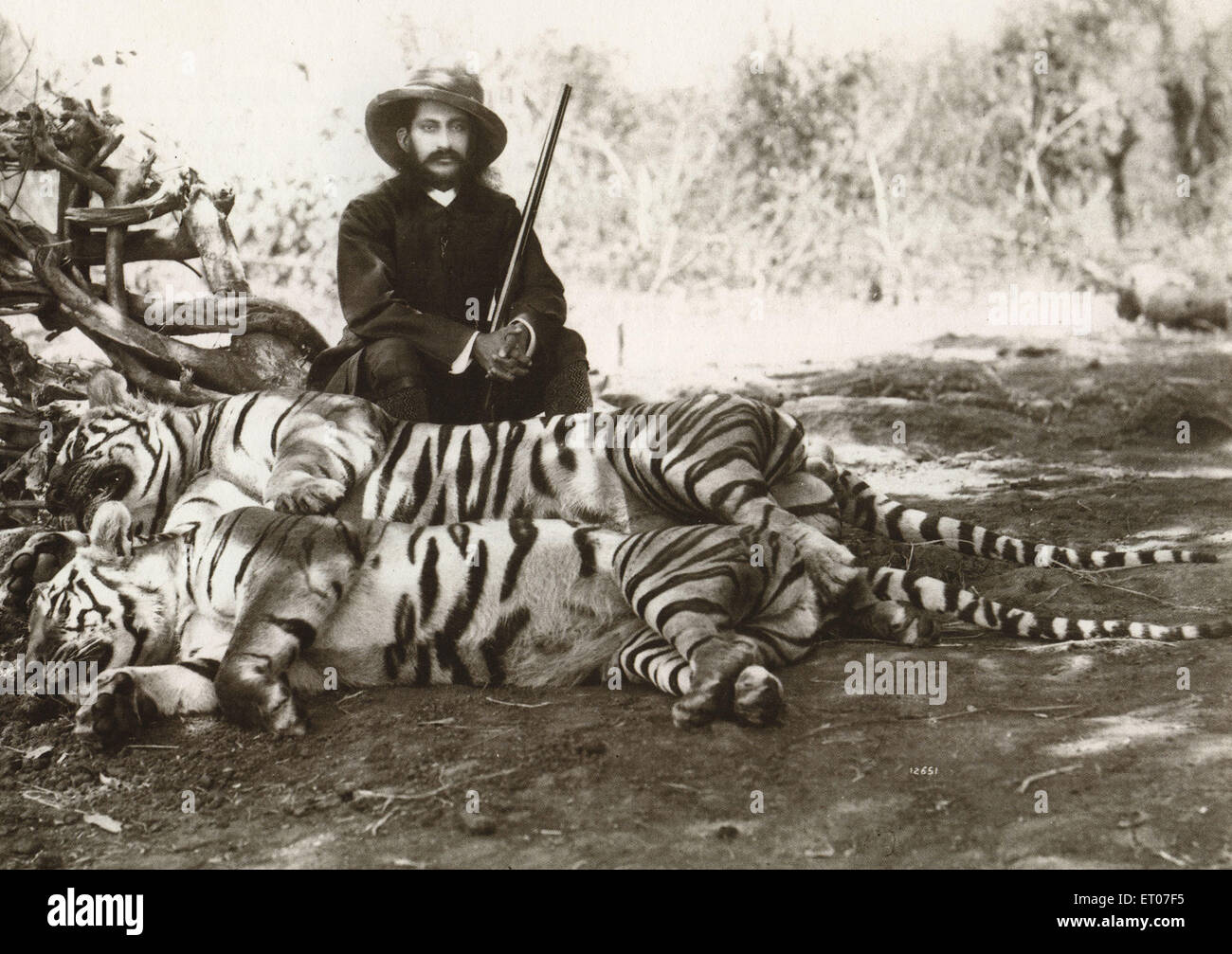 British man wearing hat holding gun with dead tigers, tiger hunt, tiger ...