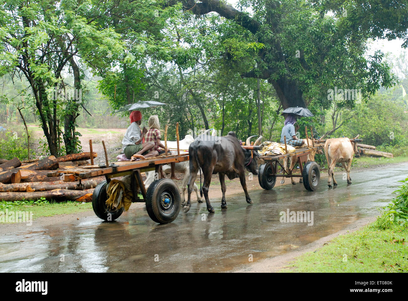 Bullocks pulling cart hi-res stock photography and images - Alamy
