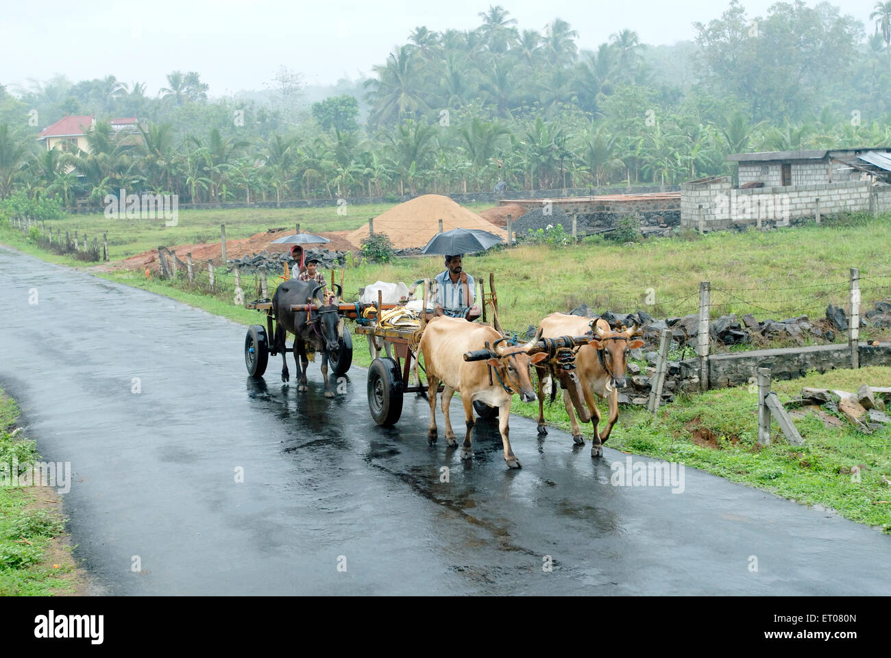 Bullocks pulling cart hi-res stock photography and images - Alamy