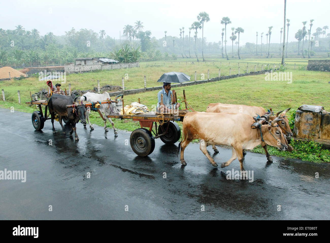 Bullocks pulling cart hi-res stock photography and images - Alamy