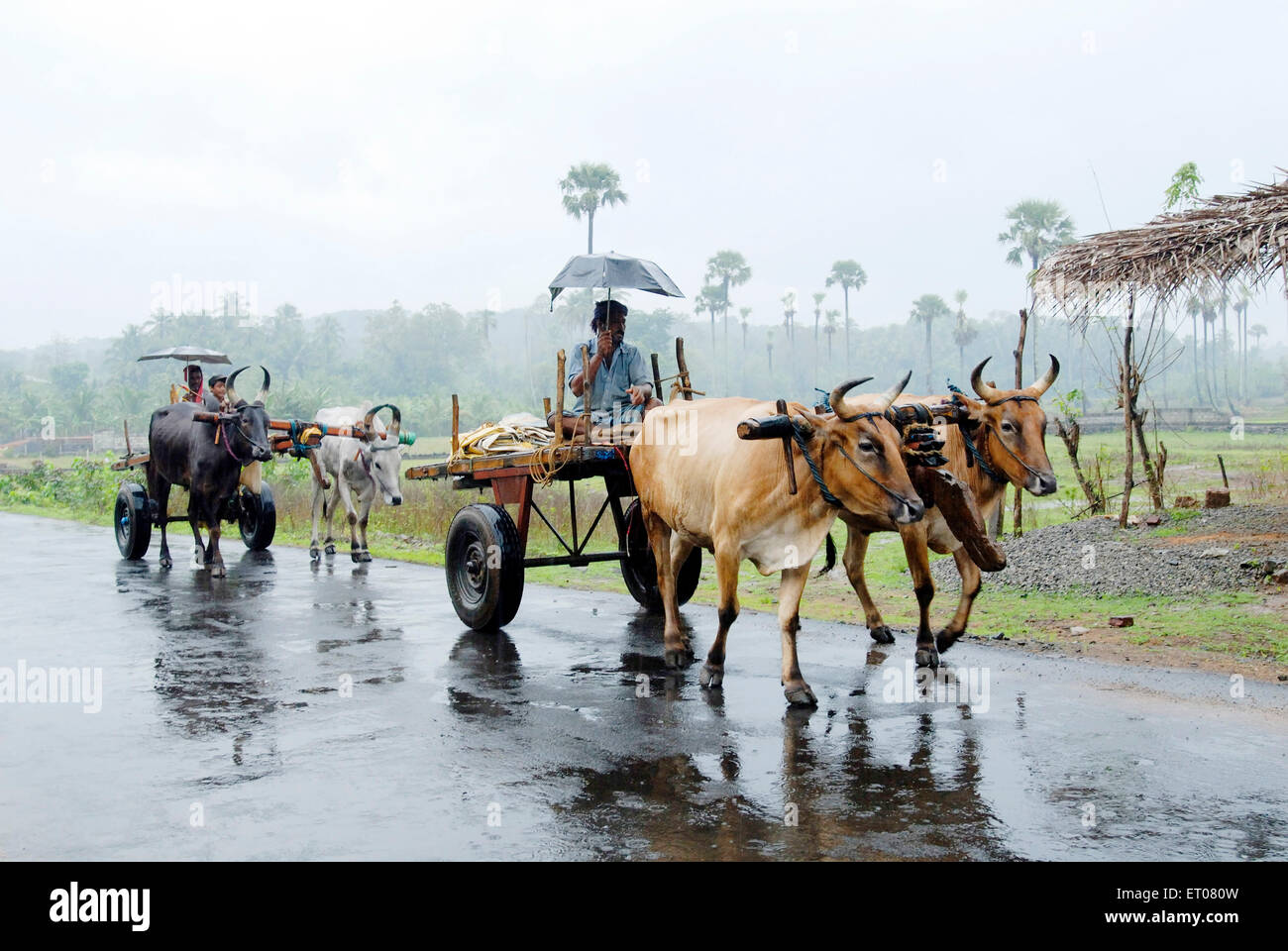 Bullock carts on road in monsoon ; Kerala ; India Stock Photo - Alamy