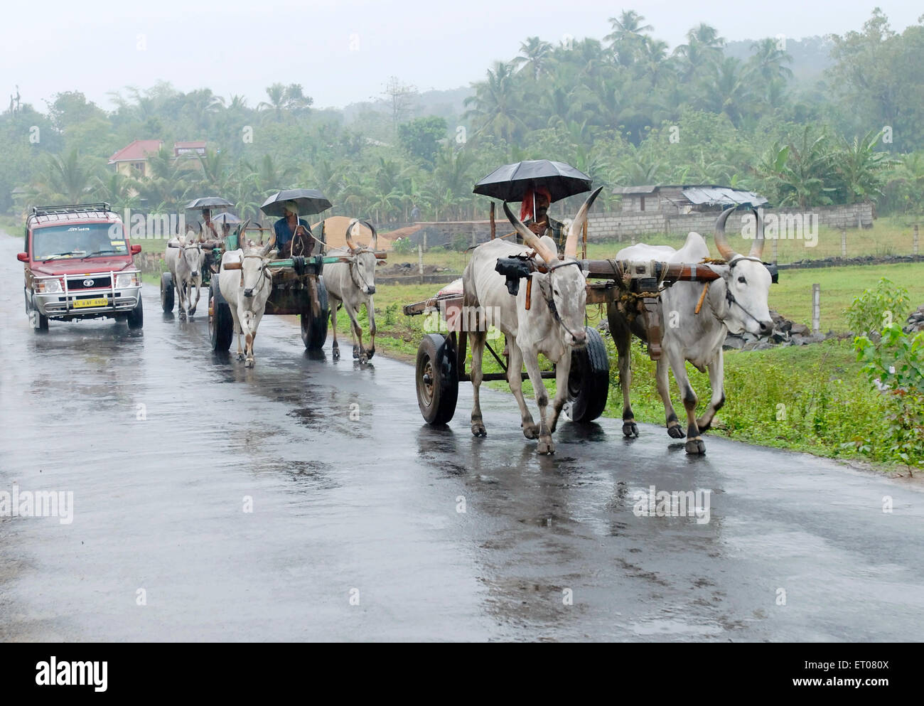 Bullocks pulling cart hi-res stock photography and images - Alamy
