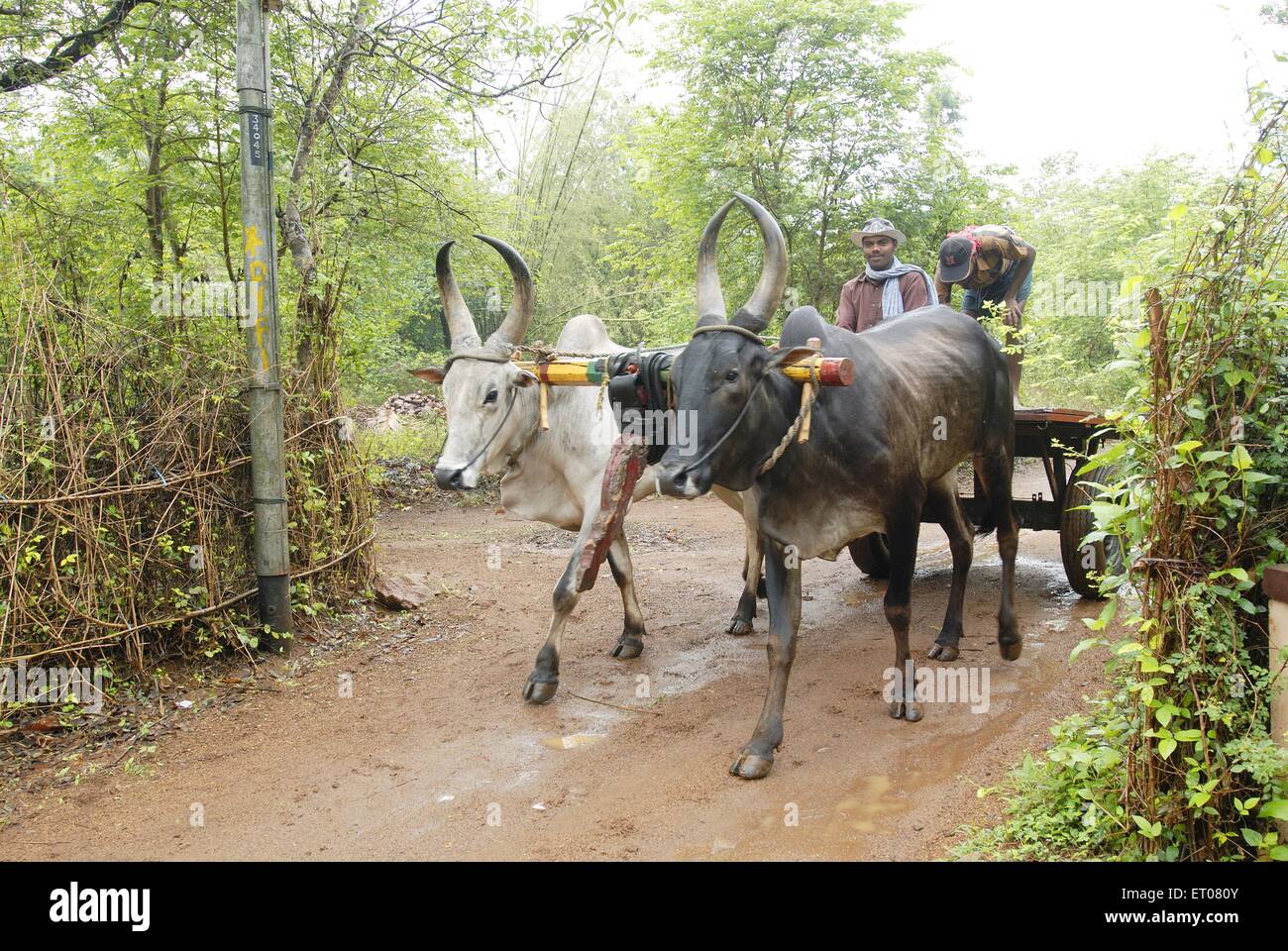 Bullocks pulling cart hi-res stock photography and images - Alamy
