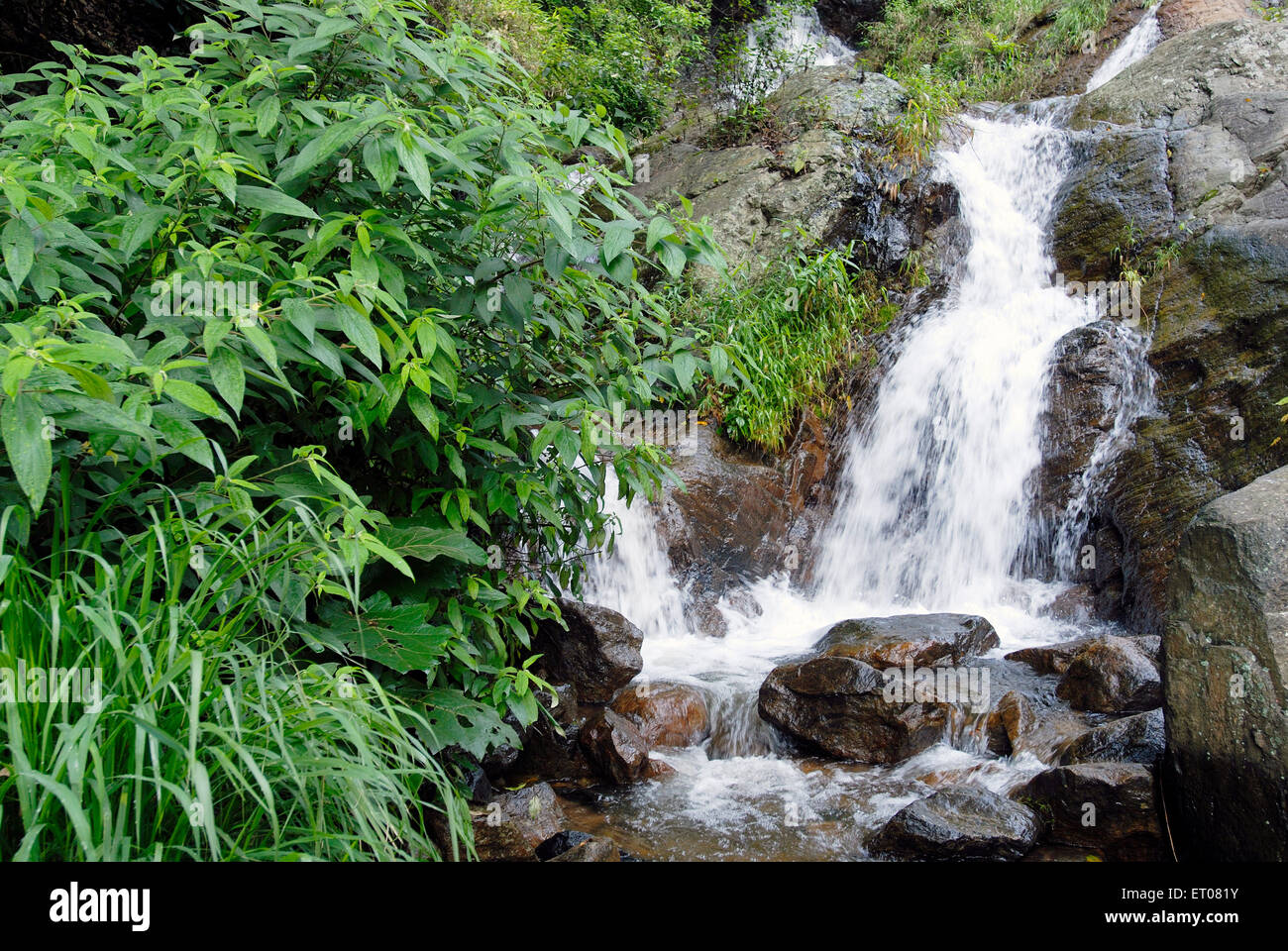A waterfall during monsoon near Coonoor ; Nilgiris ; Tamil Nadu ; India ...
