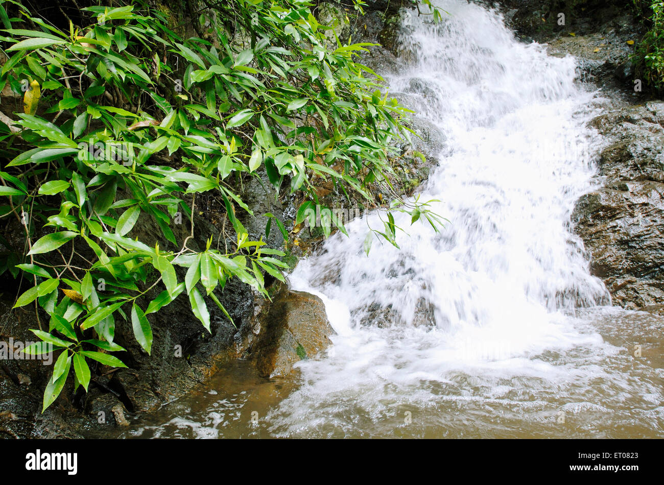 A waterfall during monsoon near Coonoor ; Nilgiris ; Tamil Nadu ; India ...
