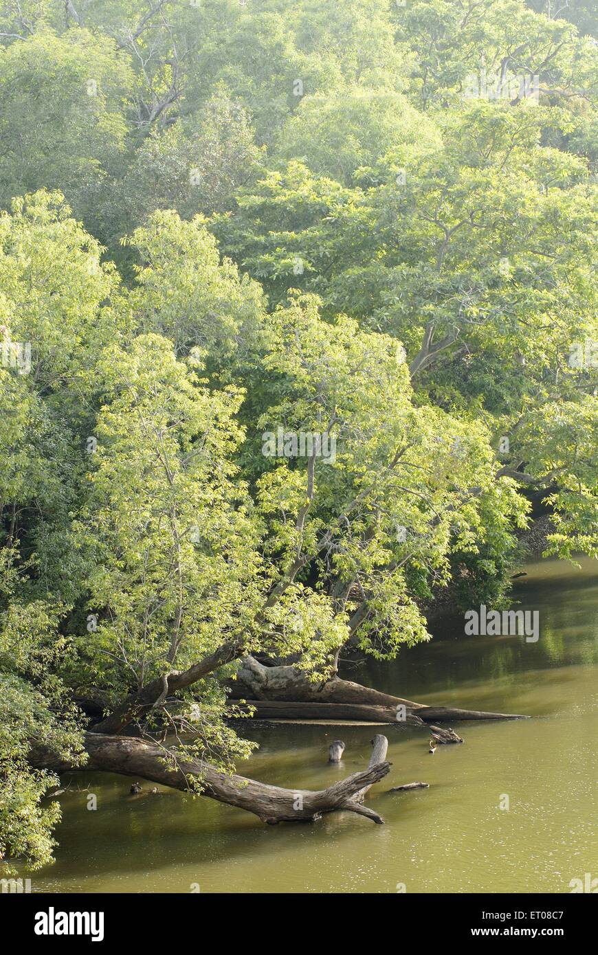 Coimbatore forest hi-res stock photography and images - Alamy