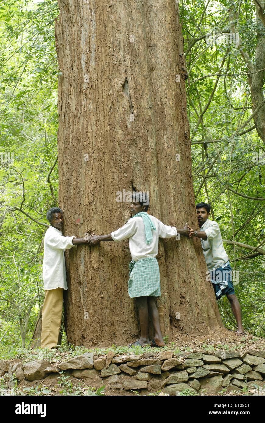 People encircling 7 meter girth largest rose wood tree Yanaipallam ...