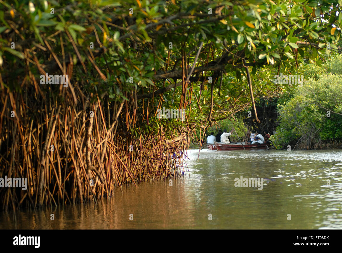 People travelling through boats in backwater near Pichavaram mangrove ... People travelling through boats in backwater near Pichavaram mangrove ...