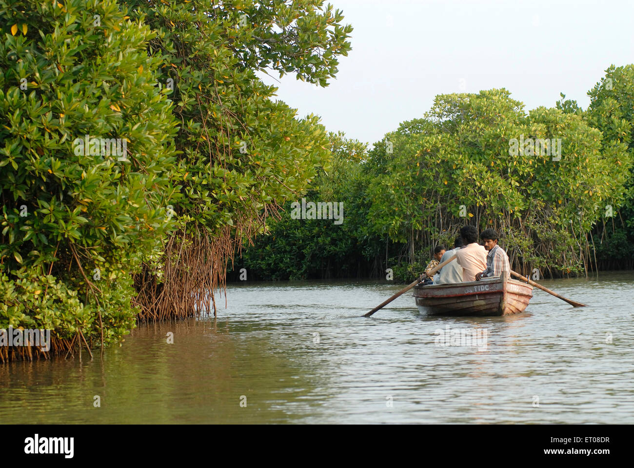People travelling through boats in backwater near Pichavaram mangrove ... People travelling through boats in backwater near Pichavaram mangrove ...