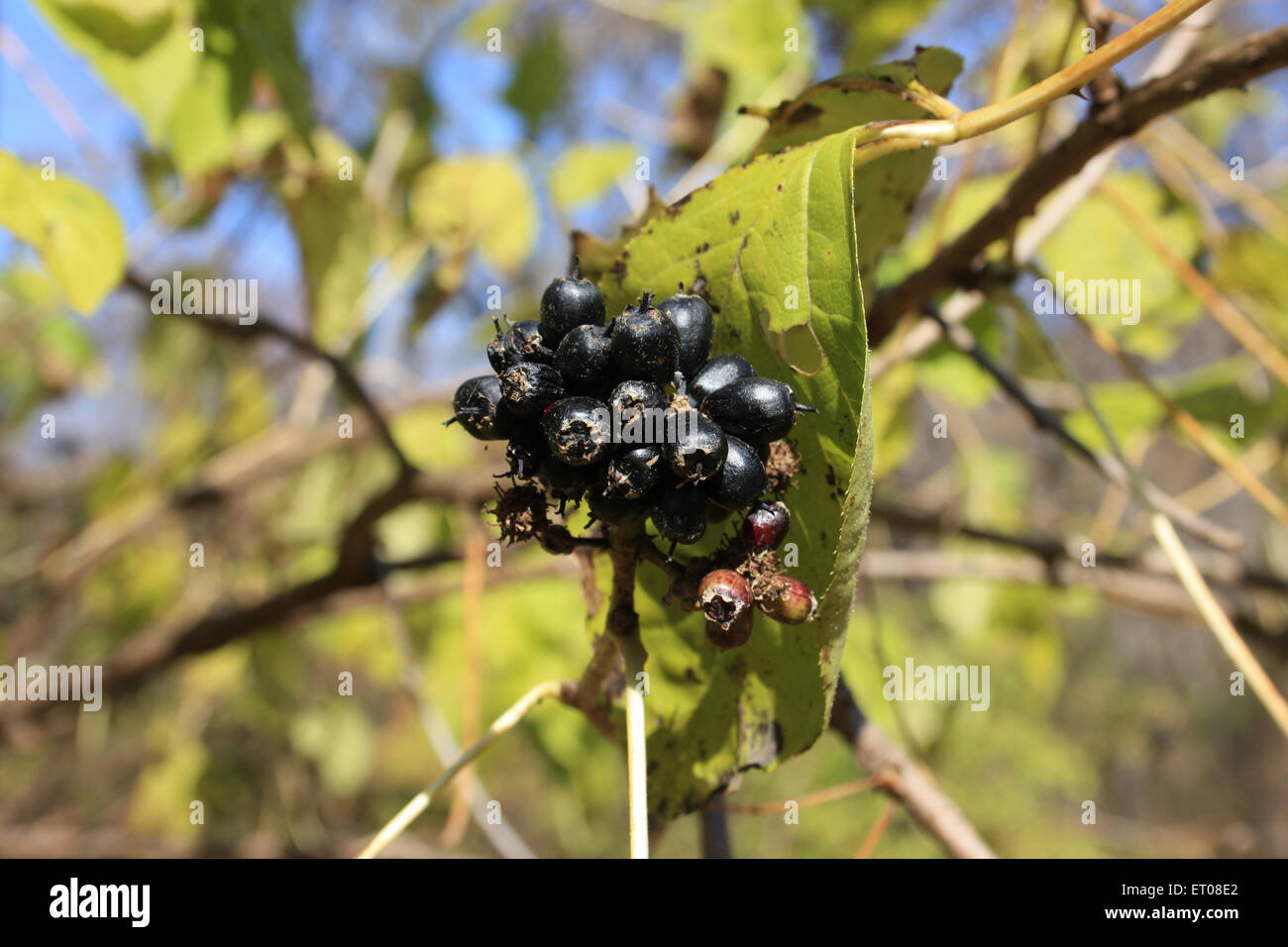 Eleutherococcus hi-res stock photography and images - Alamy