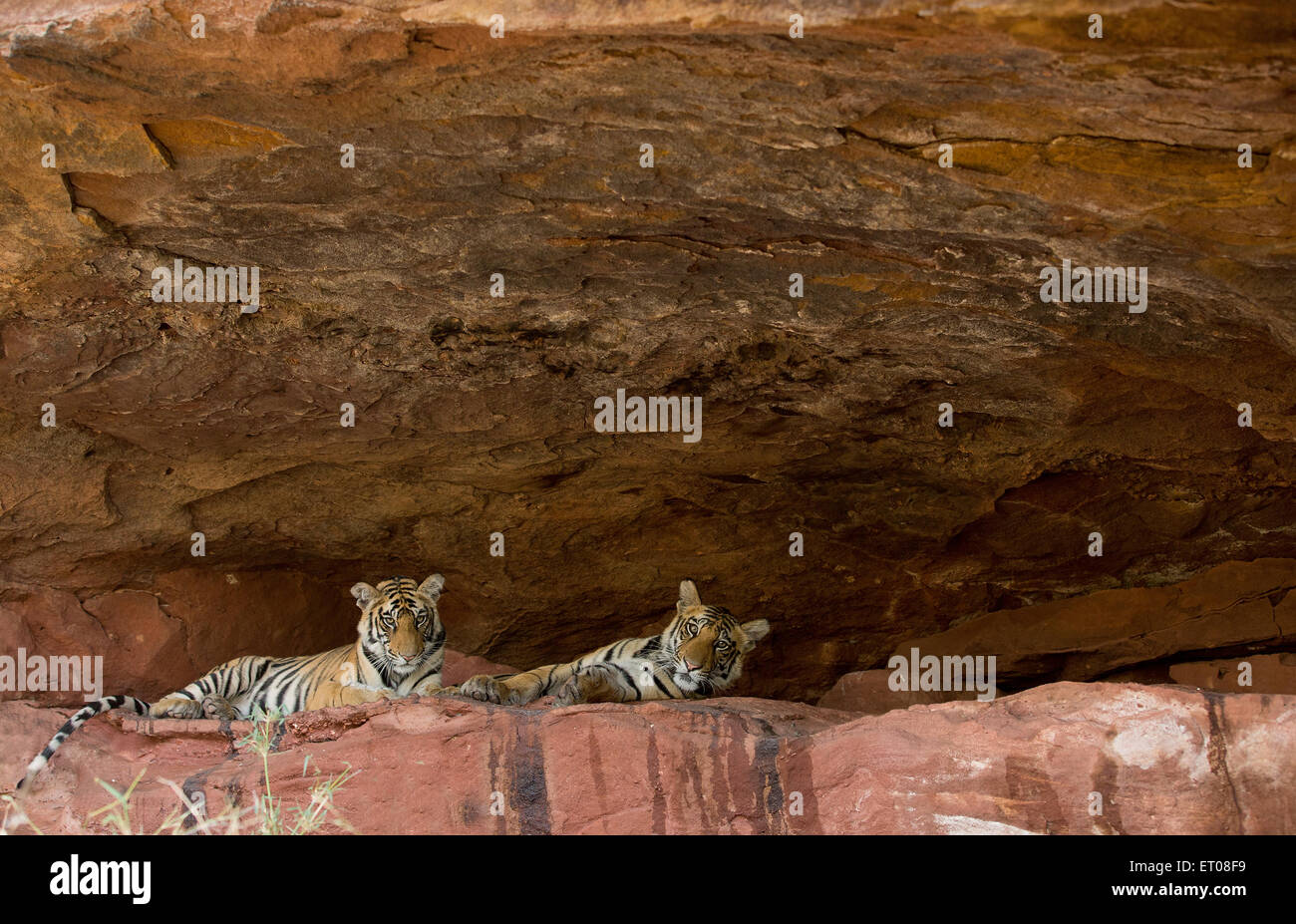 Royal Bengal Tiger cubs in a cave in Bandhavgarh National Park in India ...