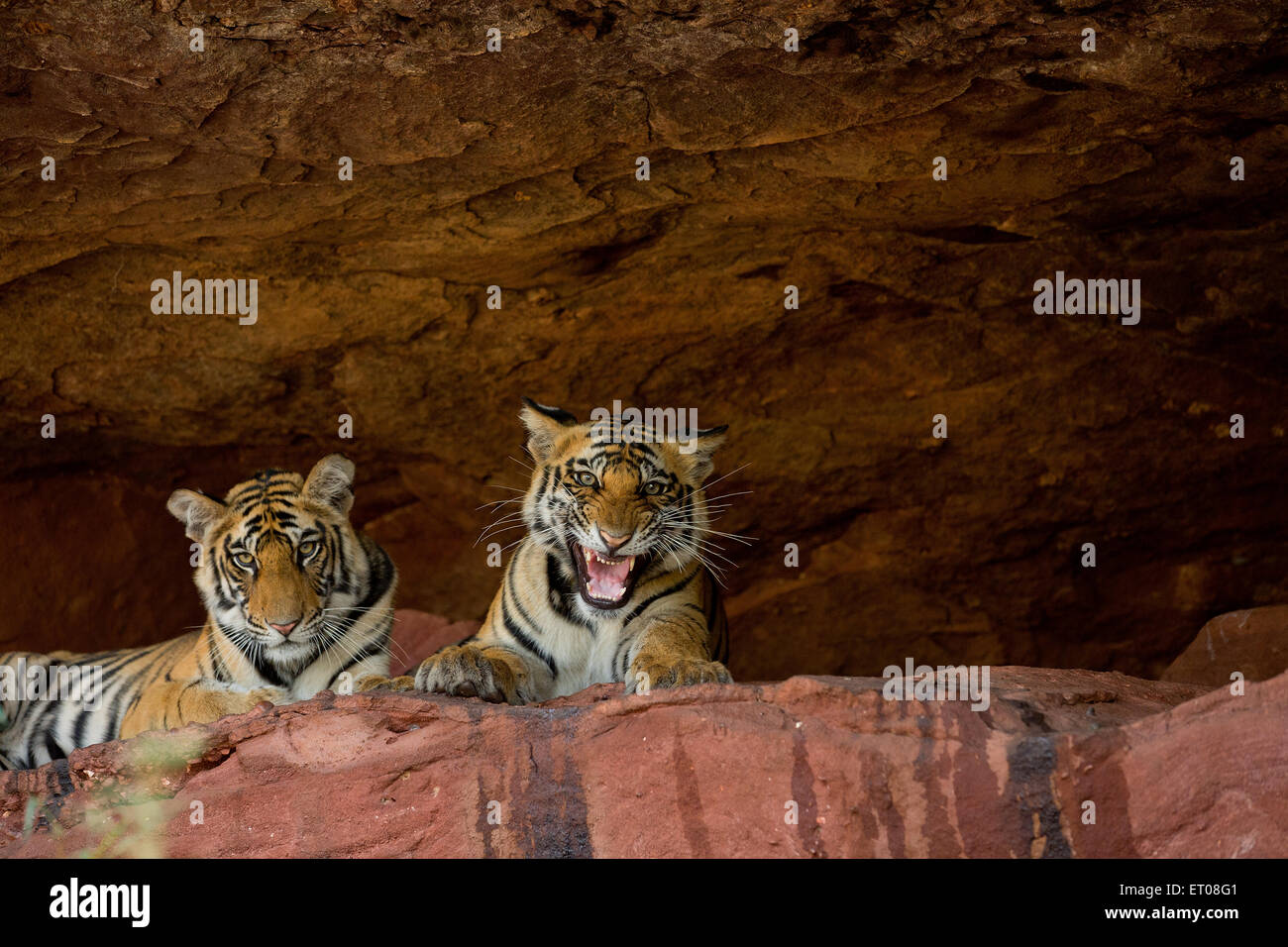 Tiger in cave hi-res stock photography and images - Alamy