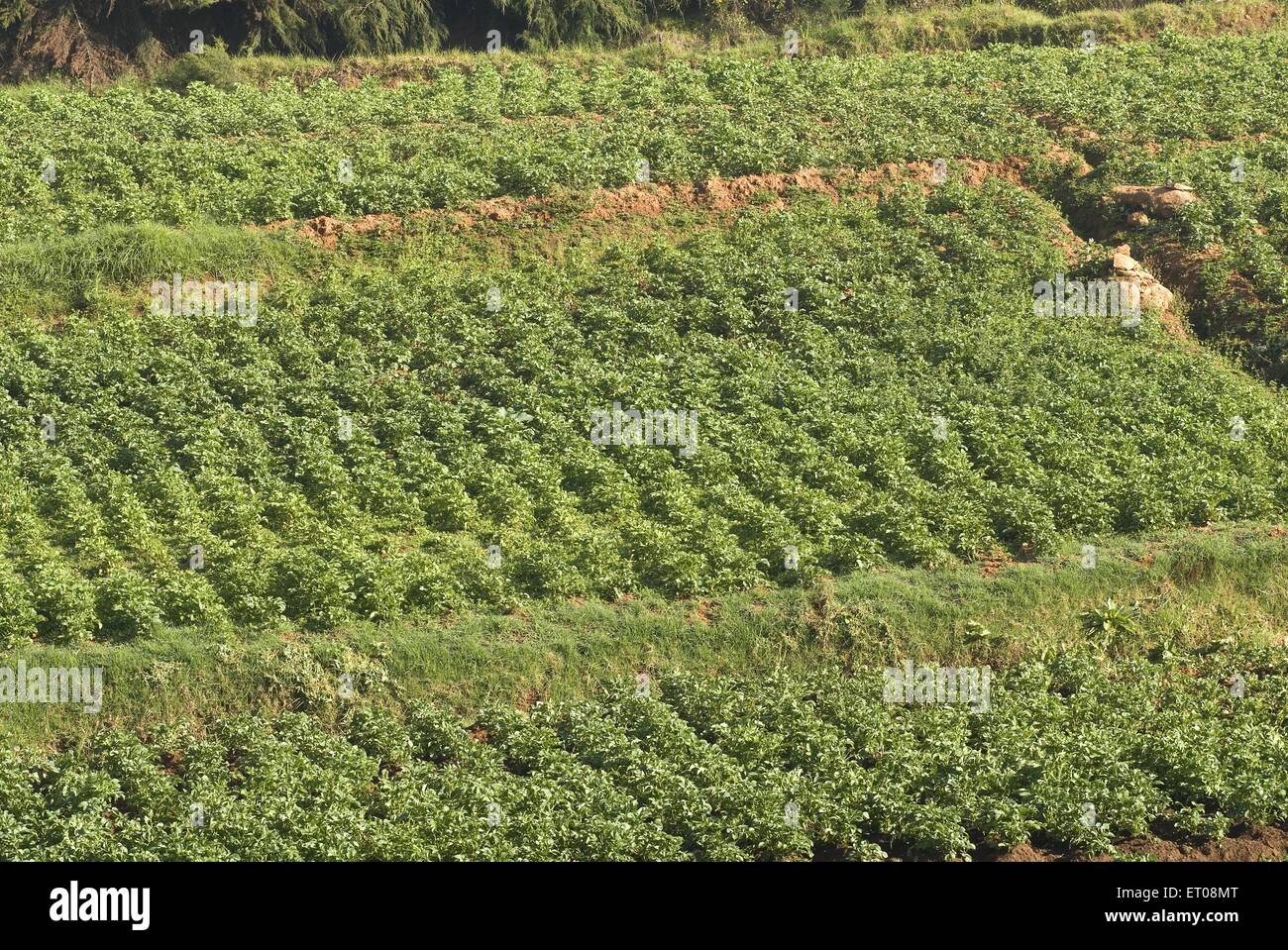 Potato fields india hi-res stock photography and images - Alamy