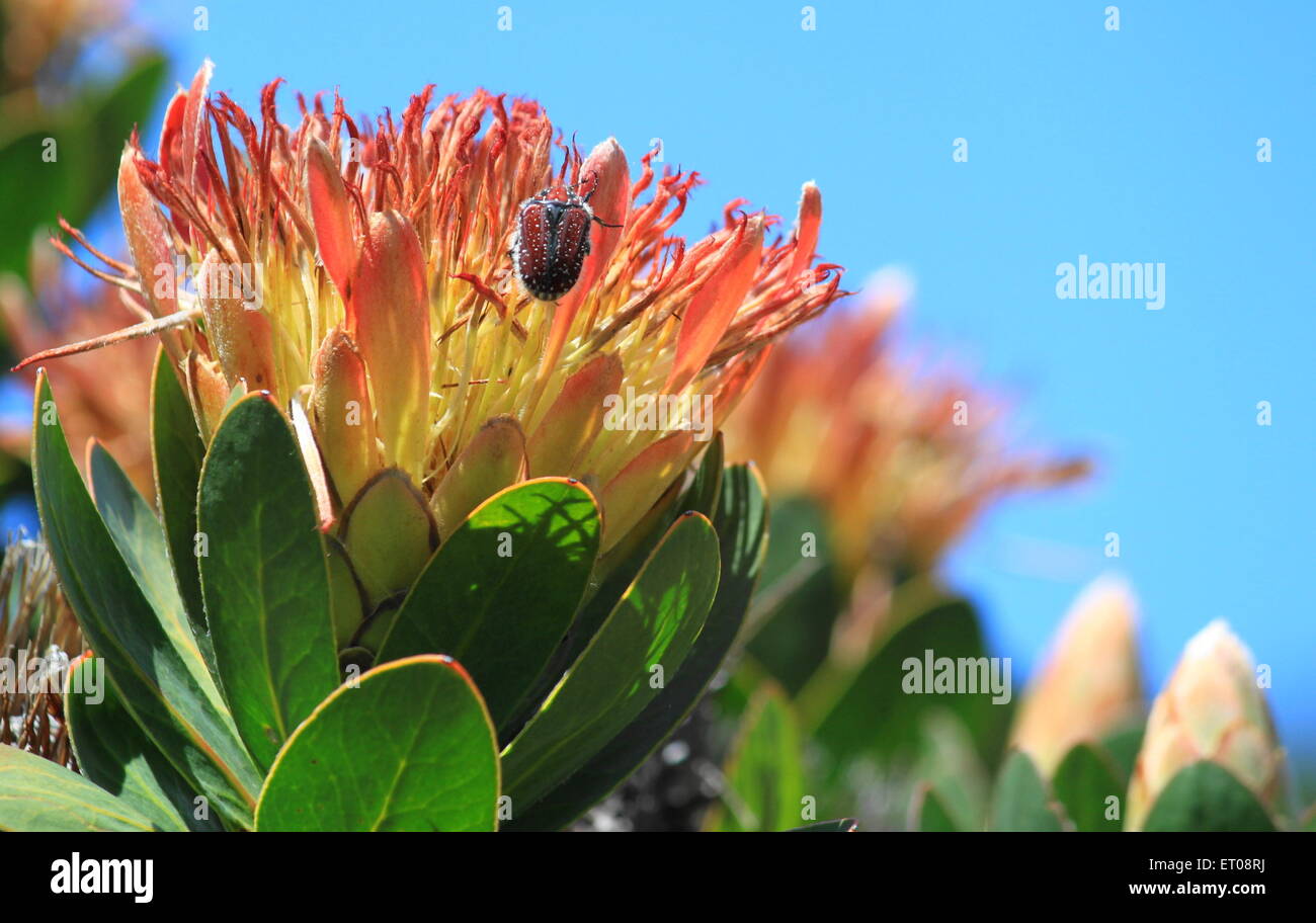Flower and bug Stock Photo - Alamy