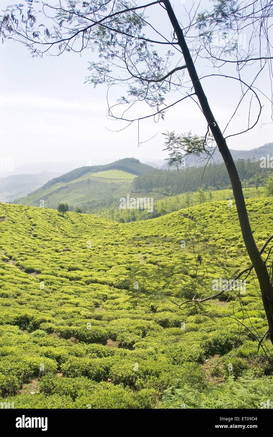 Ooty tea plantation hi-res stock photography and images - Alamy