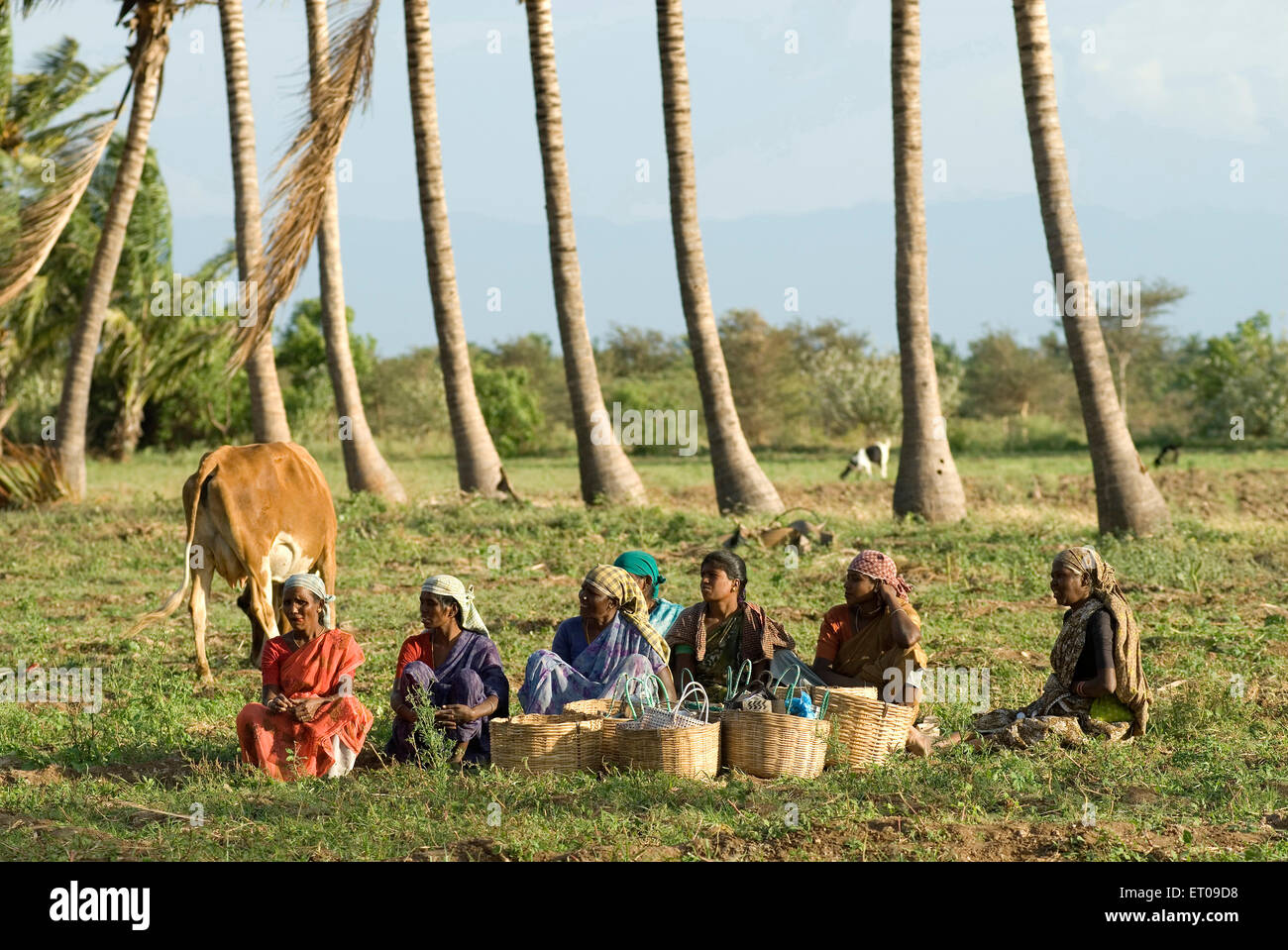 South india agriculture hi-res stock photography and images - Alamy