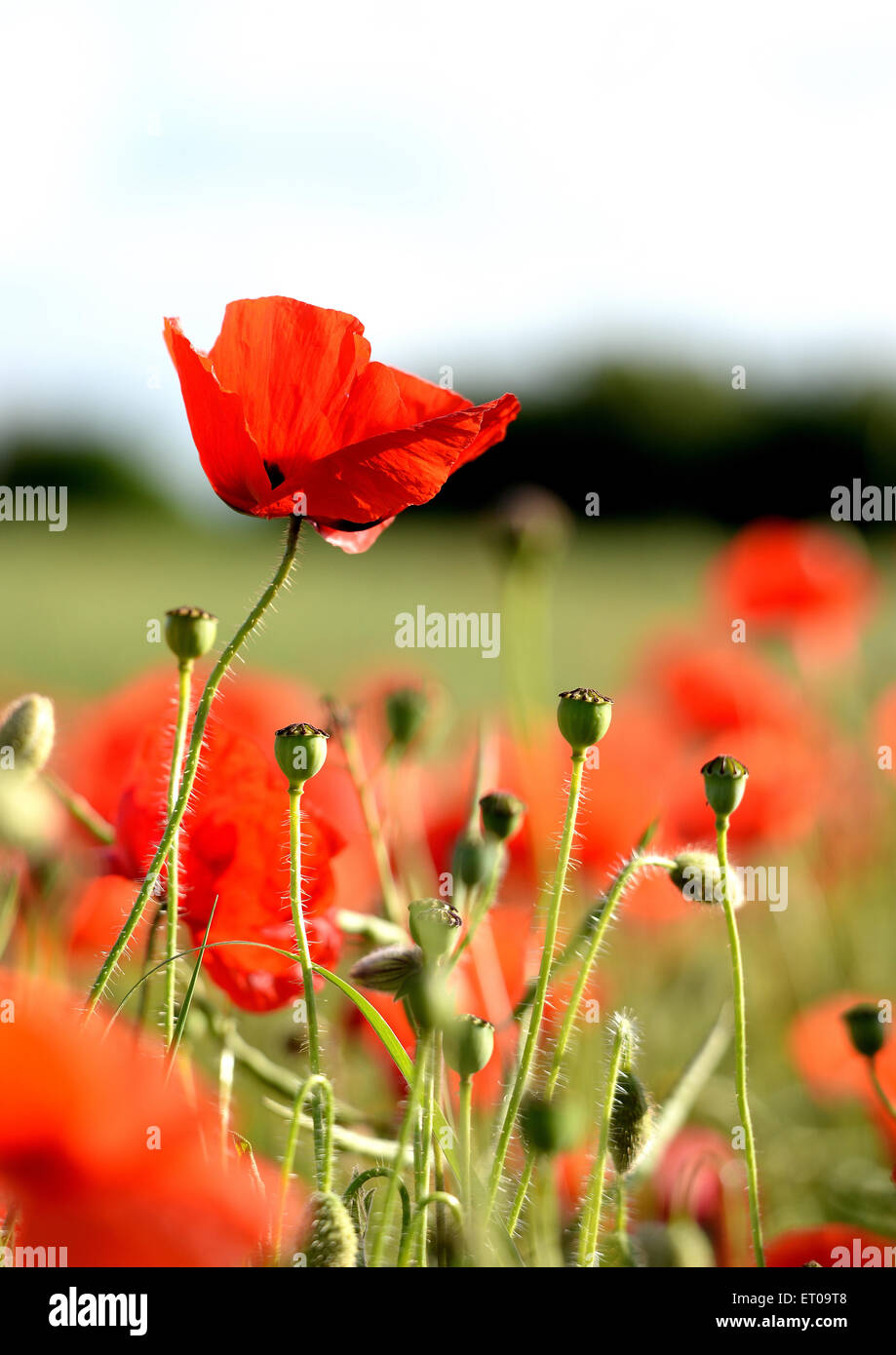 field poppy flowers with seedheads backlit by sun Stock Photo - Alamy