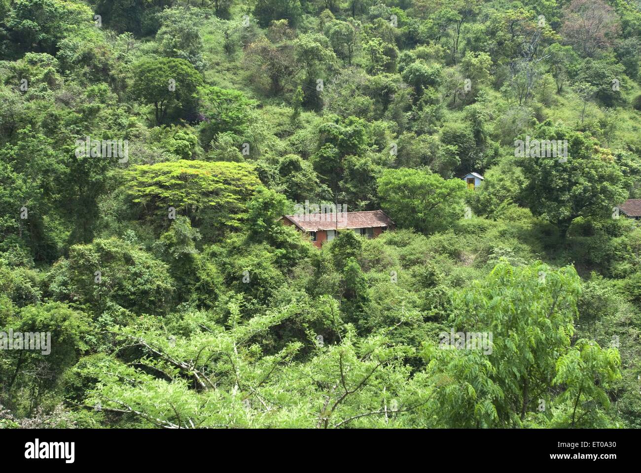 Greenery at second winch point, Pykara River, Glenmorgan, Singara ...