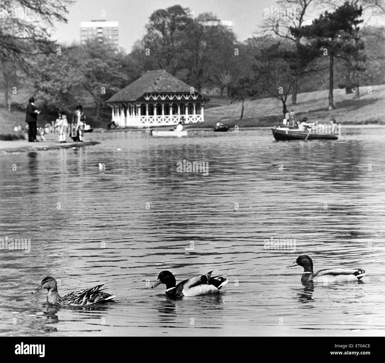 Sefton park duck hi-res stock photography and images - Alamy