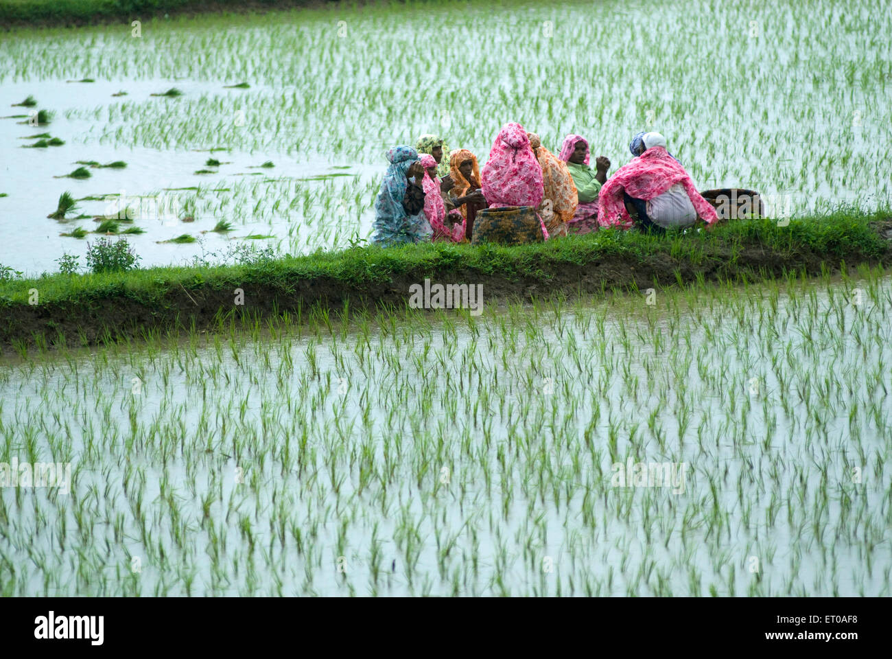 Farm workers in rice field during monsoon day near Palakkad ; Kerala ...