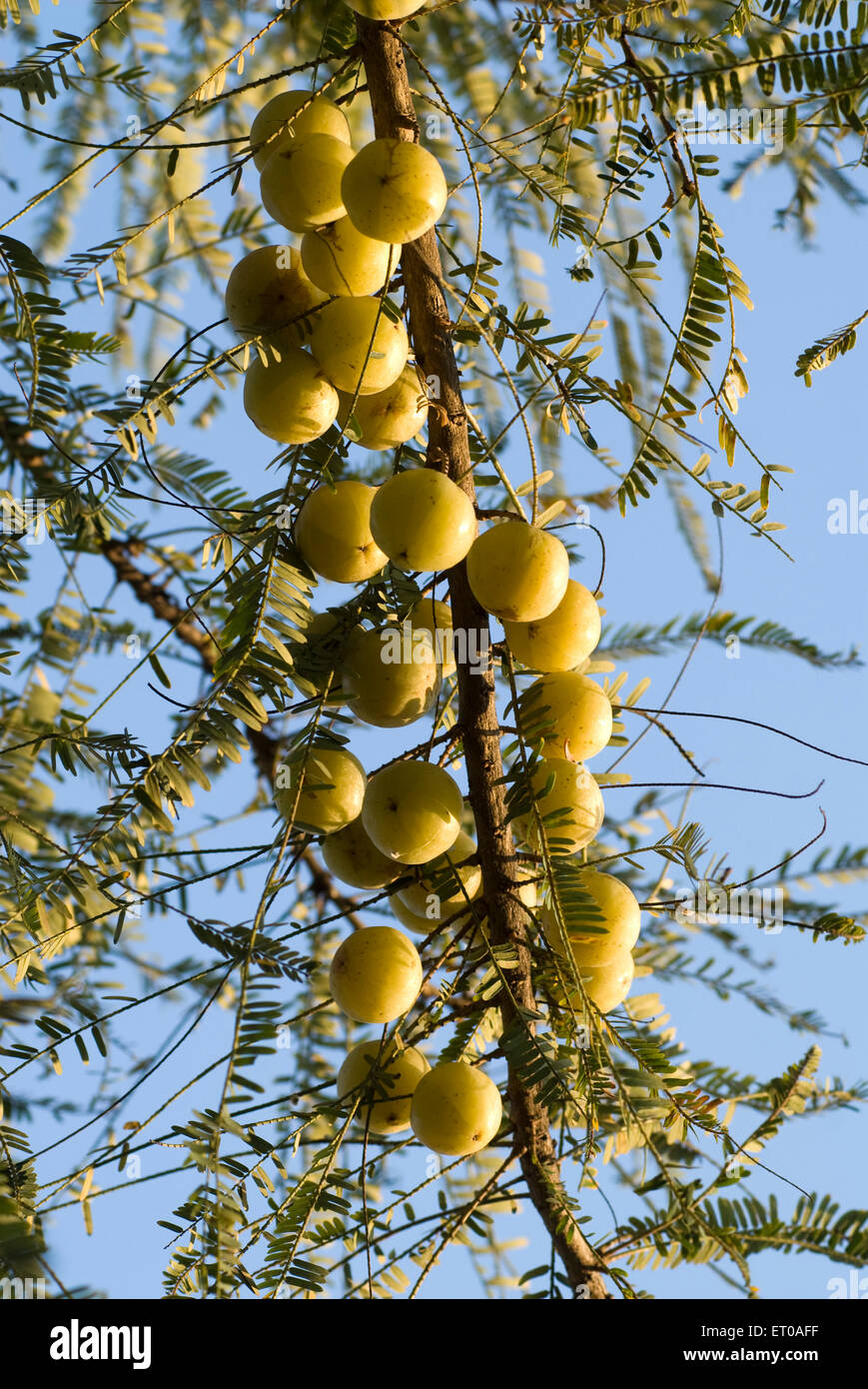 Amla bunch High Resolution Stock Photography and Images - Alamy
