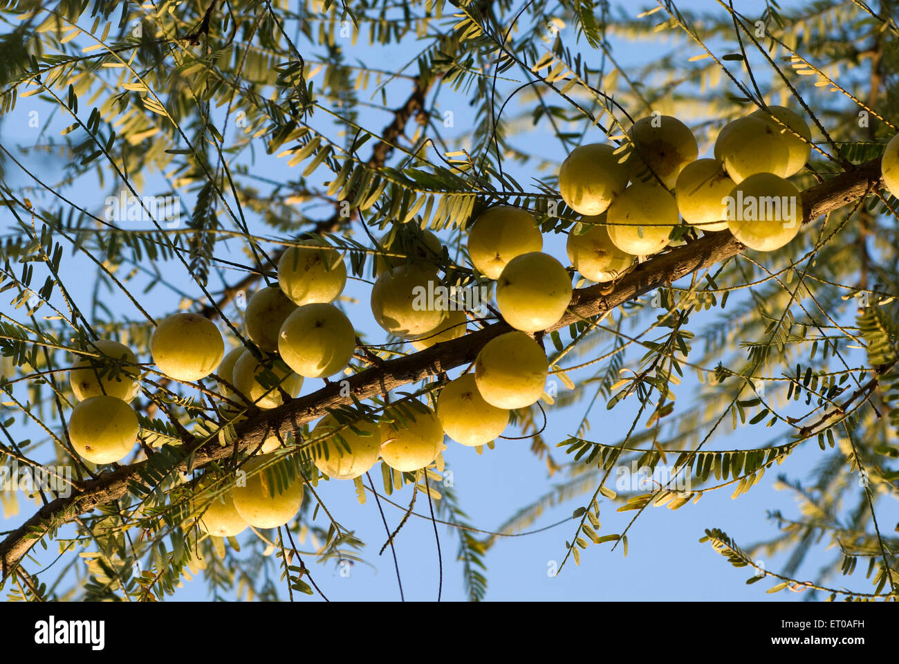 Gooseberry tree High Resolution Stock Photography and Images - Alamy