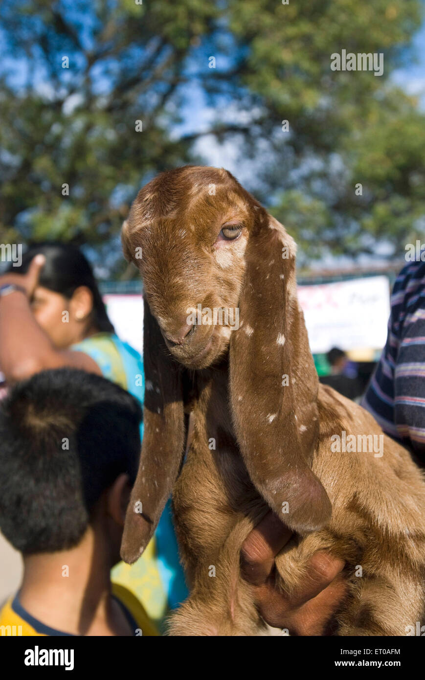 Jamnapari Jamnapari Goat Photos And Images
