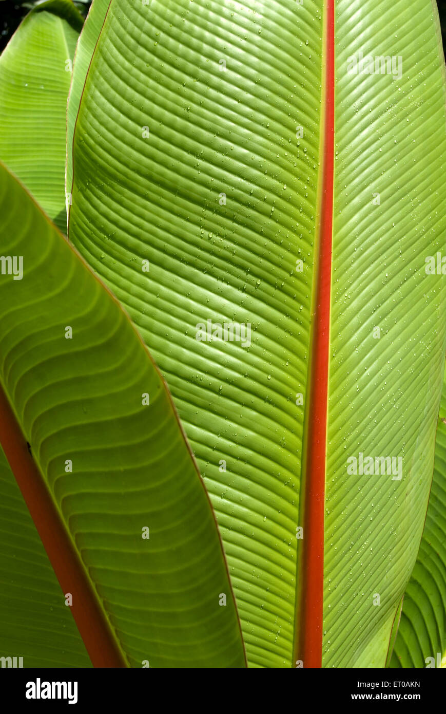 Banana Tree Leaf