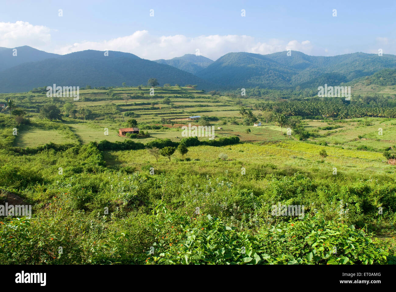 Terrace farming , terracing , Anaikatti , Coimbatore , Tamil Nadu ...