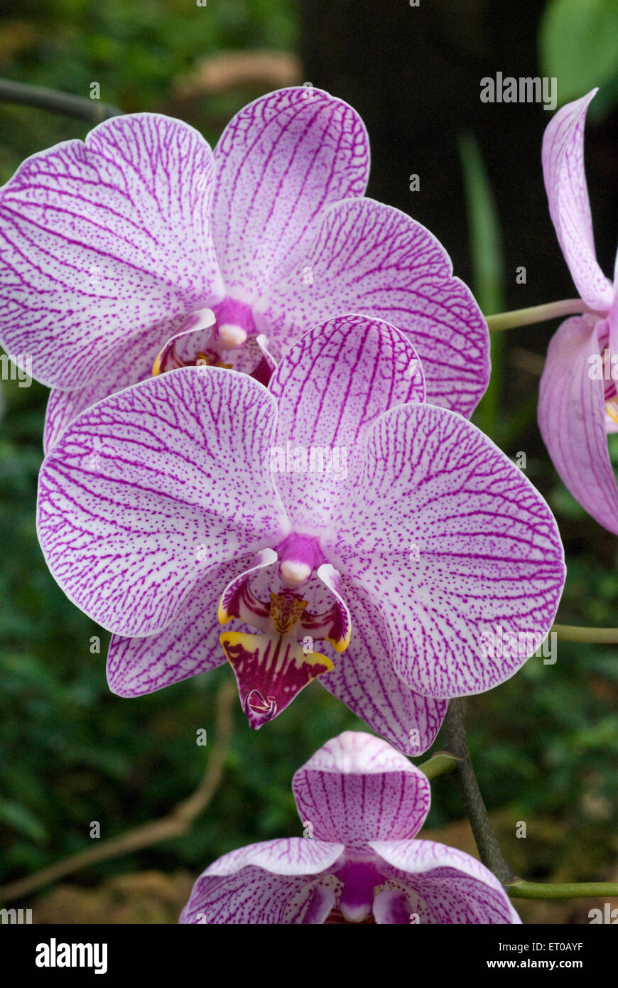 Orchid flower ; Kerala ; India , asia Stock Photo - Alamy