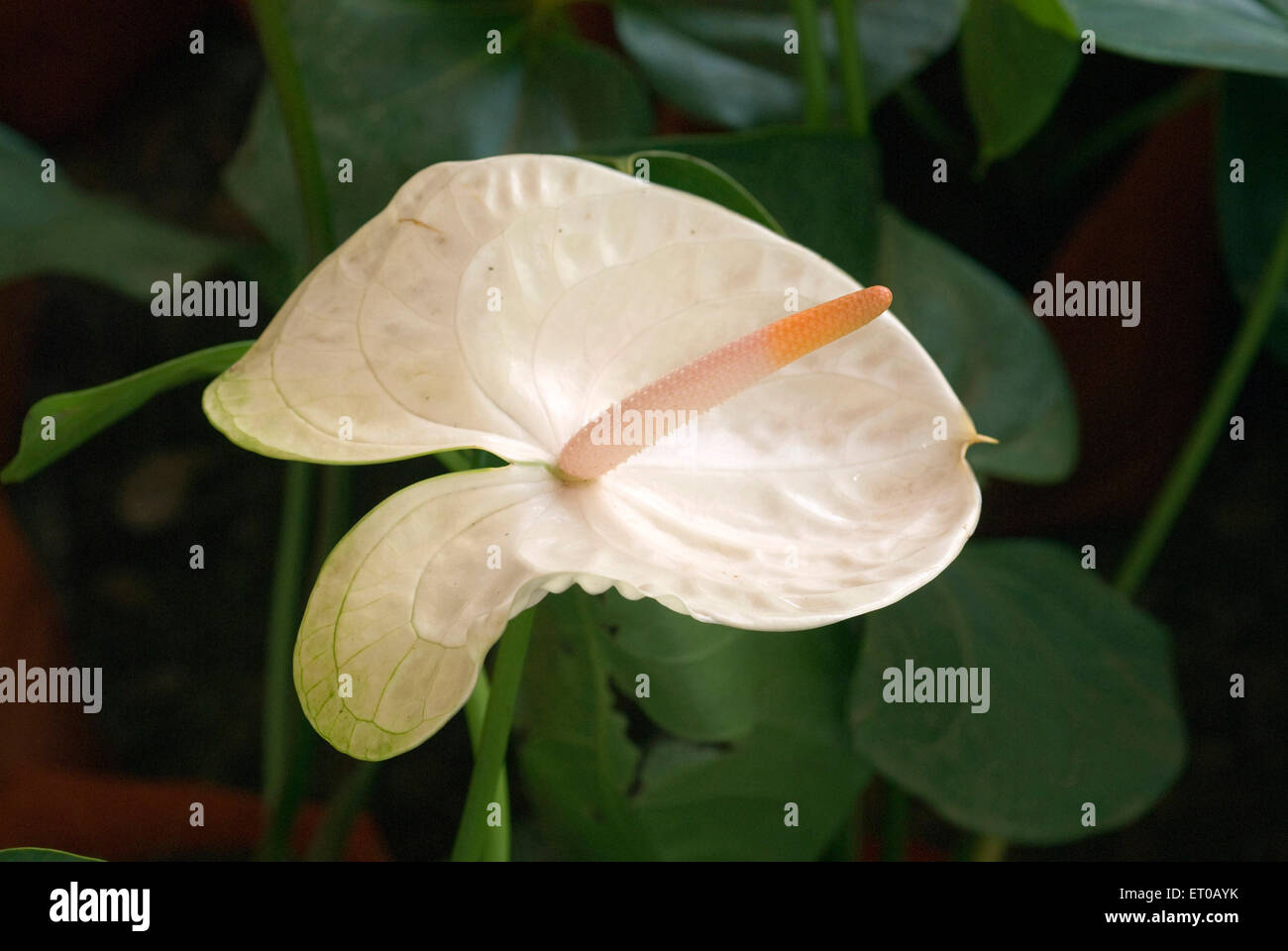 Anthurium flower ; Kerala ; India , asia Stock Photo - Alamy