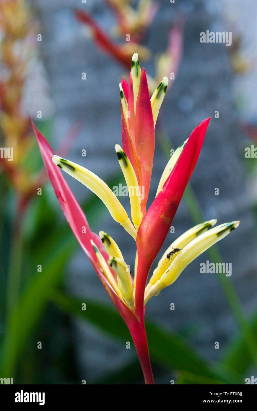 Parrot Flower Stock Photos & Parrot Flower Stock Images - Alamy
