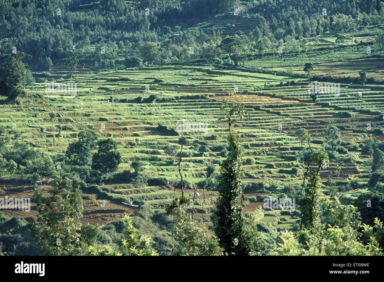 Terrace farming hi-res stock photography and images - Alamy
