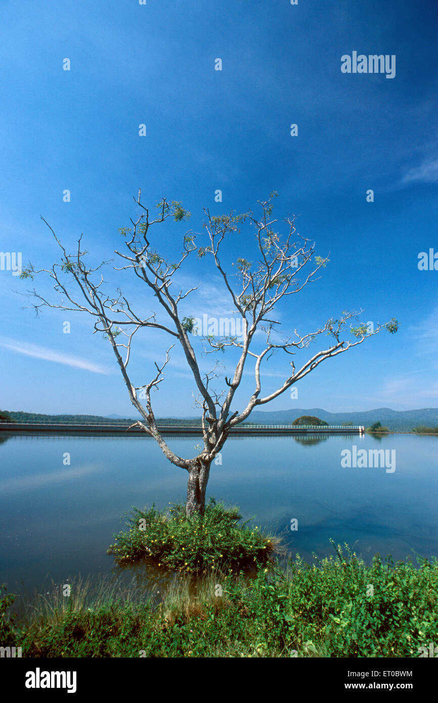 Moyar check dam lake, Masinagudi, Ooty, hill station, Ootacamund ...