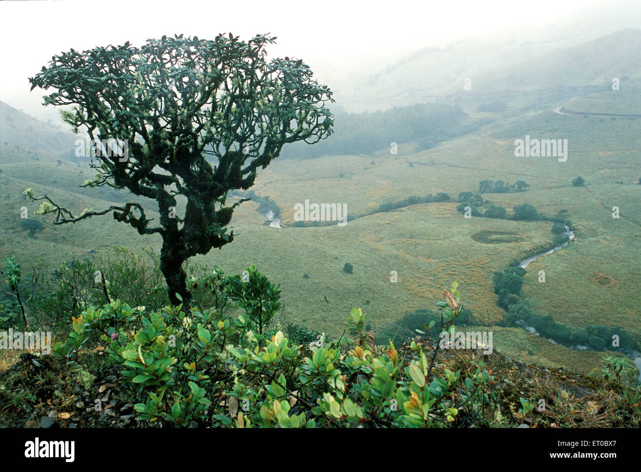 Mukurthi national park ; Ooty ; Ootacamund ; Udhagamandalam ; Nilgiris ...