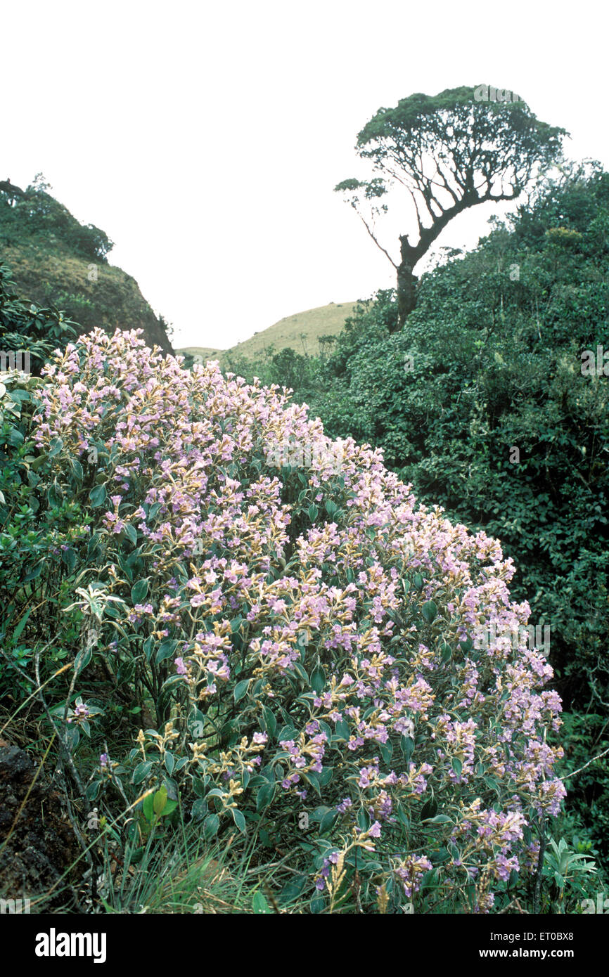 Strobilanthes Stock Photos & Strobilanthes Stock Images - Alamy