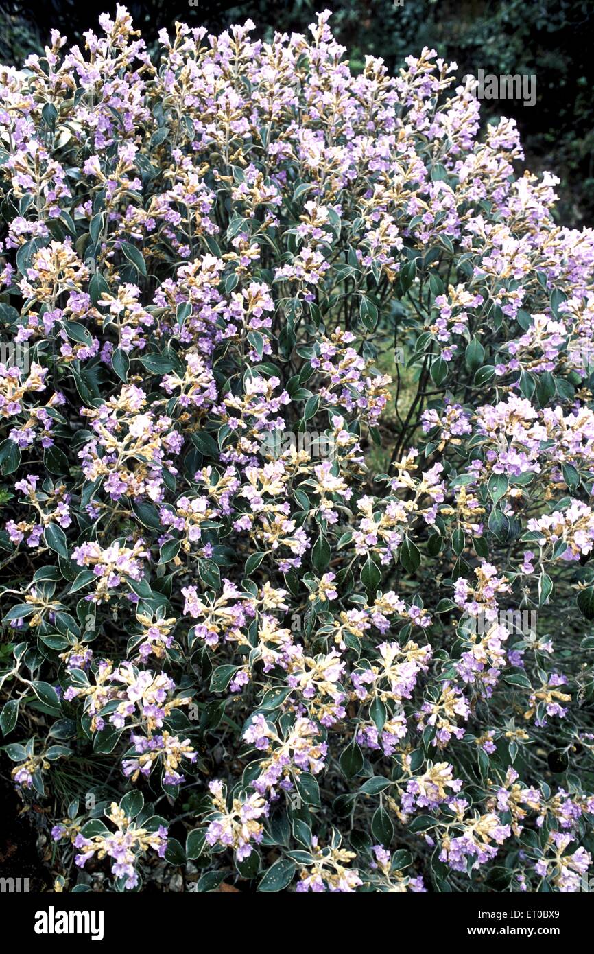 Strobilanthes kunthiana hi-res stock photography and images - Alamy