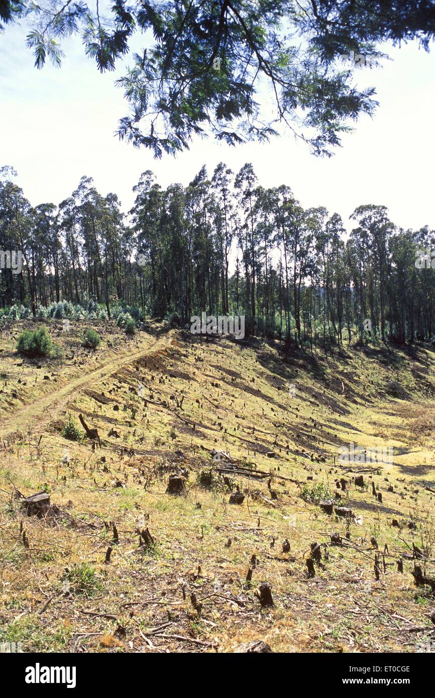 Deforestation , Ooty ; Ootacamund ; Nilgiris ; Tamil Nadu ; India ...