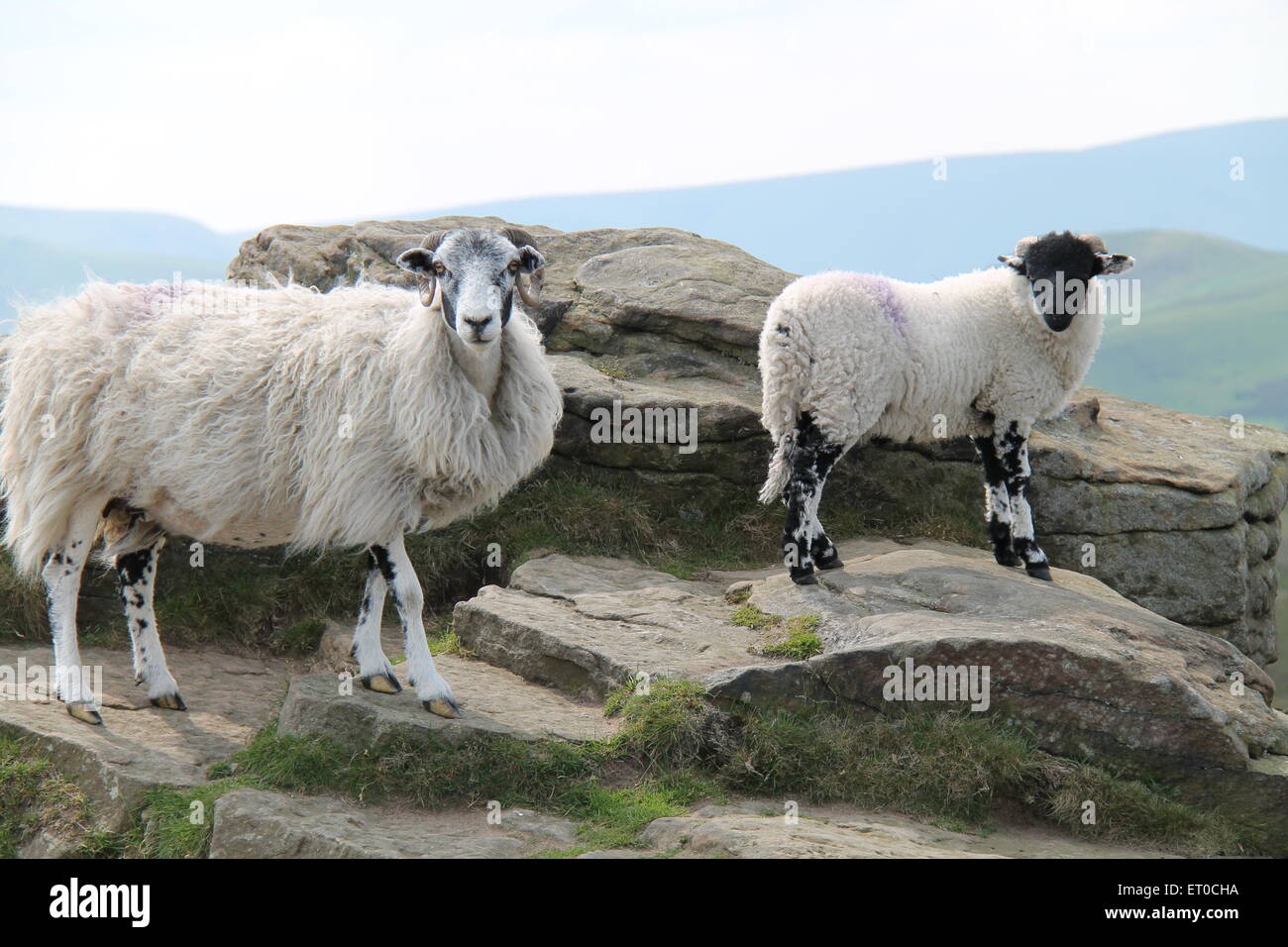 Two Horned Sheep Standing on a Mountain Top Stock Photo - Alamy