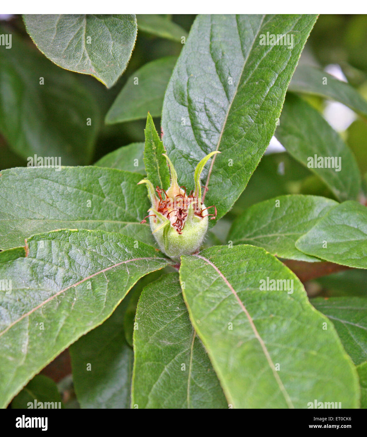 Medlar tree hi-res stock photography and images - Alamy Medlar tree hi-res stock photography and images - Alamy