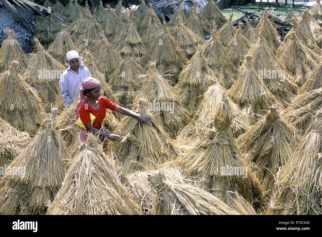 Harvesting rice hi-res stock photography and images - Alamy